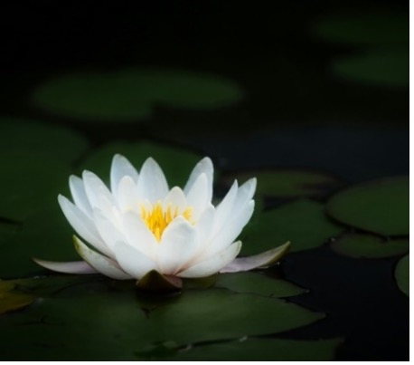 The Metaphor of a Flower – San Diego Hypnosis