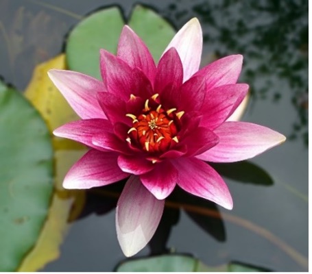The Metaphor of a Flower – San Diego Hypnosis